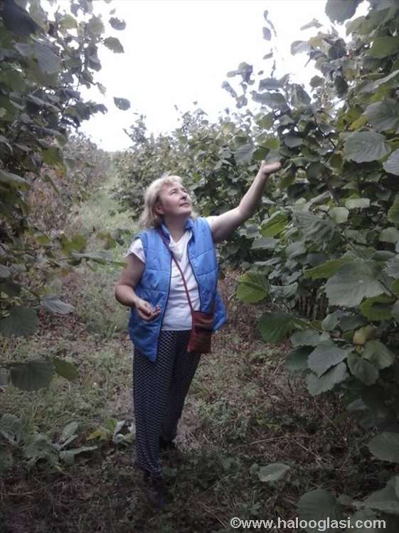 Rasadnik Lunin Sad ponuda sadnica | Halo Oglasi