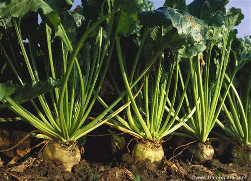 Stočna repa | Halo Oglasi