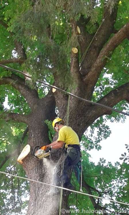 Seča i orezivanje drveća | Halo Oglasi
