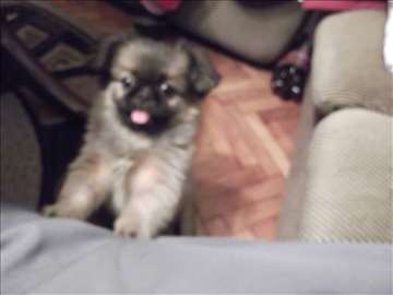 Oglasi za pse Pekinezer | Halo oglasi