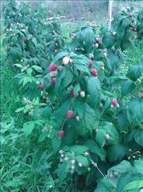 Seme, cveće, sadnice | Halo oglasi