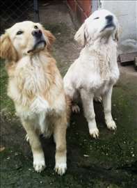 Oglasi za pse Zlatni retriver | Halo oglasi