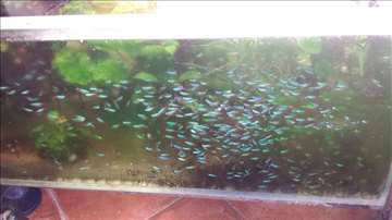 Ribice | Halo oglasi