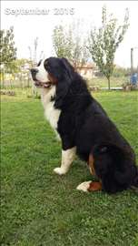 Oglasi za pse Bernski planinski pas | Halo oglasi