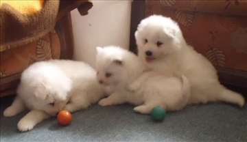 Oglasi za pse Samojed | Halo oglasi