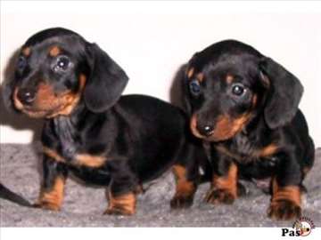 Oglasi za pse Jazavičar | Halo oglasi