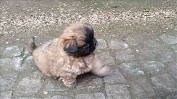 Oglasi za pse Pekinezer | Halo oglasi