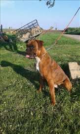 Oglasi za pse Nemački bokser | Halo oglasi