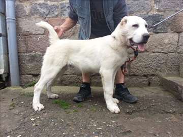 Oglasi za pse Srednjeazijski ovčar | Halo oglasi