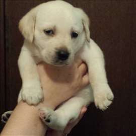 Oglasi za pse Labrador retriver | Halo oglasi