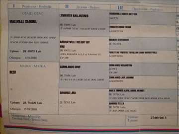 Oglasi za pse Labrador retriver | Halo oglasi