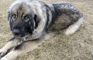 Oglasi za pse Srednjeazijski ovčar | Halo oglasi