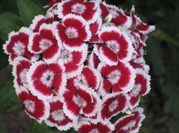 Baštensko cveće | Halo oglasi