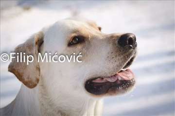 Oglasi za pse Labrador retriver | Halo oglasi