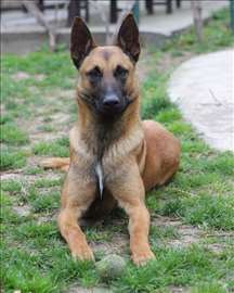 Oglasi za pse Malinoa, Belgijski ovčar | Halo oglasi