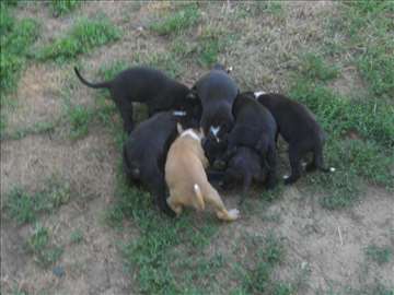 Oglasi za pse Pit bul terijer | Halo oglasi