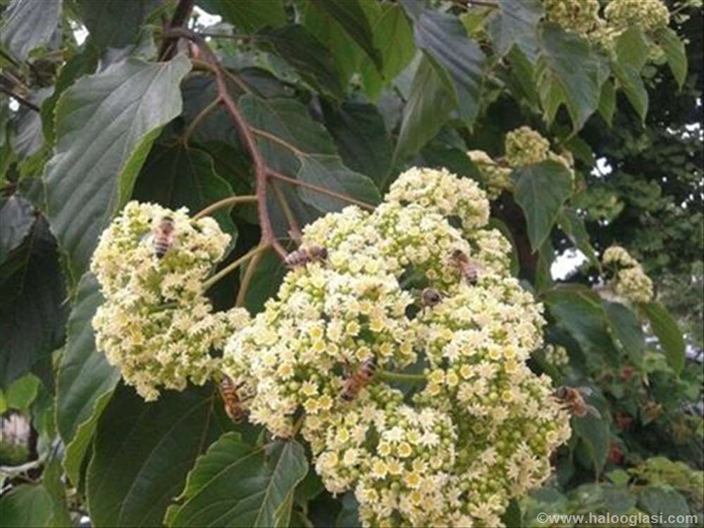 Evodija dvogodišnje sadnice | Halo Oglasi