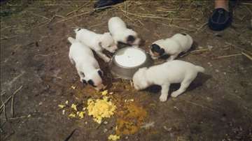 Oglasi za pse Džek Rasel terijer | Halo oglasi