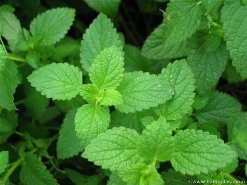 Nana menta, domaći rasad | Halo Oglasi