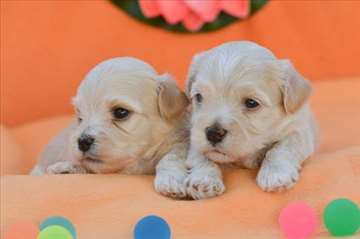 Oglasi za pse Havanski bišon | Halo oglasi