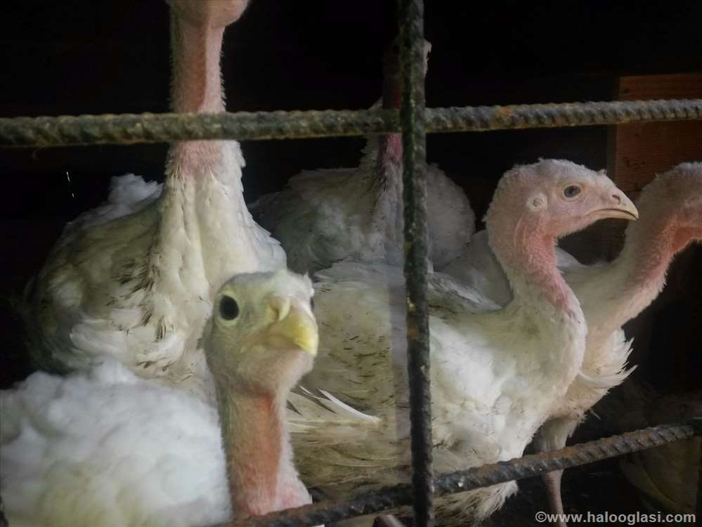 Tovne ćurke prodaja | Halo Oglasi