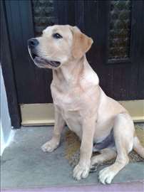 Oglasi za pse Labrador retriver | Halo oglasi