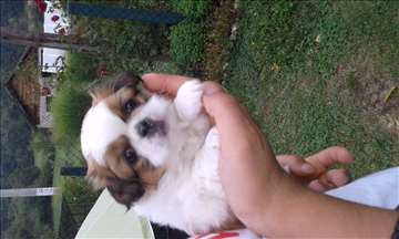 Oglasi za pse Pekinezer | Halo oglasi