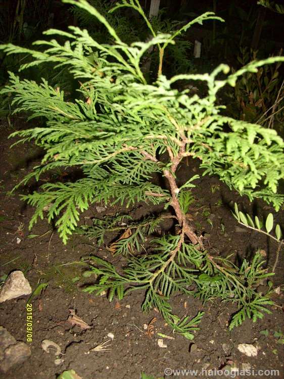 Ukrasni žbunovi formirani | Halo Oglasi