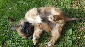 Oglasi za pse Pekinezer | Halo oglasi