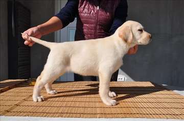 Oglasi za pse Labrador retriver | Halo oglasi