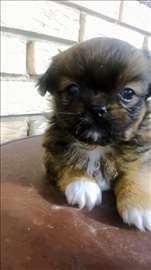 Oglasi za pse Pekinezer | Halo oglasi