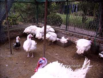 Živina | Halo oglasi