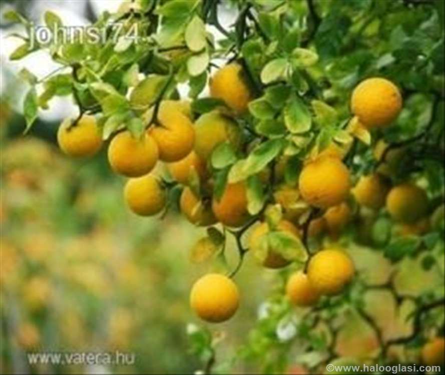 Jednogodisnje sadnice divljeg Sibirskog limuna | Halo Oglasi