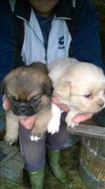 Oglasi za pse Pekinezer | Halo oglasi