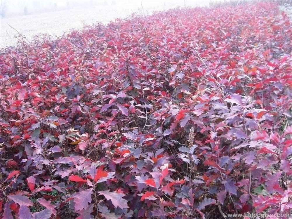 Sadnice crvenog hrasta | Halo Oglasi