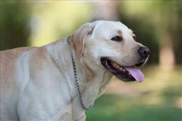 Oglasi za pse Labrador retriver | Halo oglasi