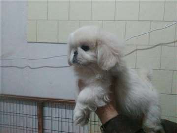 Oglasi za pse Pekinezer | Halo oglasi