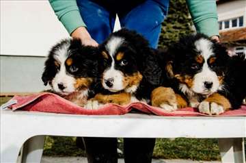 Oglasi za pse Bernski planinski pas | Halo oglasi