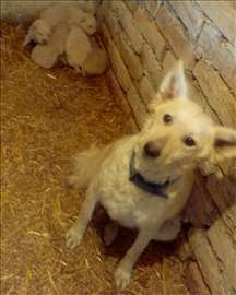 Oglasi za pse Vojvođanski pulin | Halo oglasi