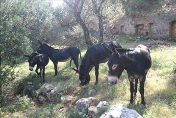 Magarci | Halo oglasi