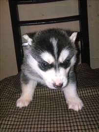 Oglasi za pse Sibirski haski | Halo oglasi