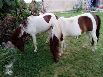 Domaće životinje | Halo oglasi