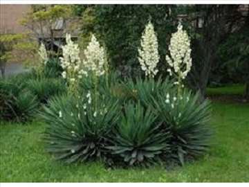 Žbunje | Halo oglasi