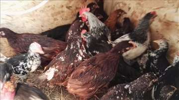 Živina | Halo oglasi