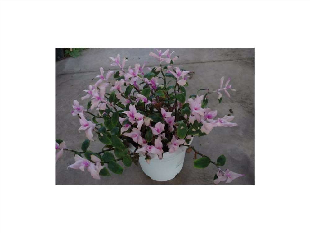 Tradescantia andersoniana blushing bride | Halo Oglasi