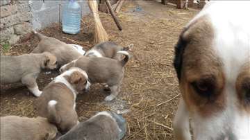 Oglasi za pse Srednjeazijski ovčar | Halo oglasi