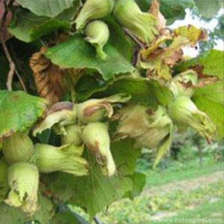 Istarski okrugli lešnik, sadnice | Halo Oglasi