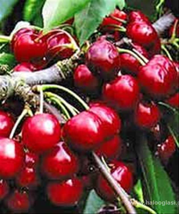 Stela trešnja, sadnice | Halo Oglasi