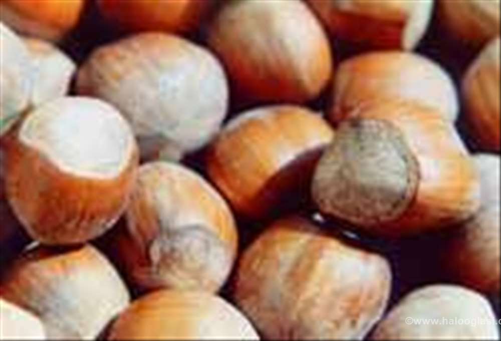 Tonda Đentile lešnik, sadnice | Halo Oglasi