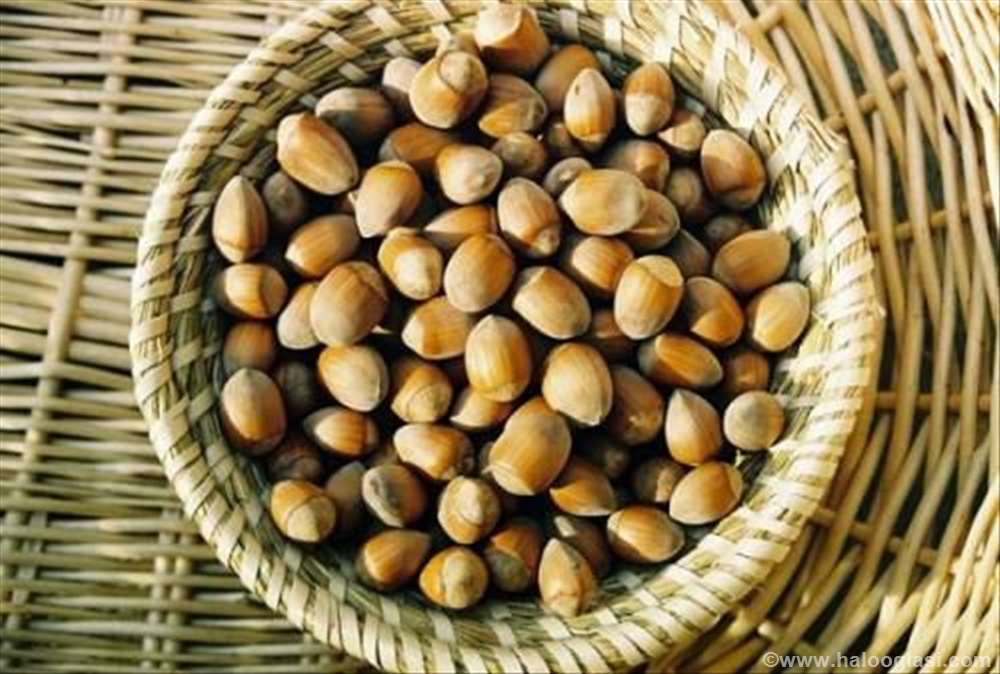 Tonda Romana lešnik, sadnice | Halo Oglasi